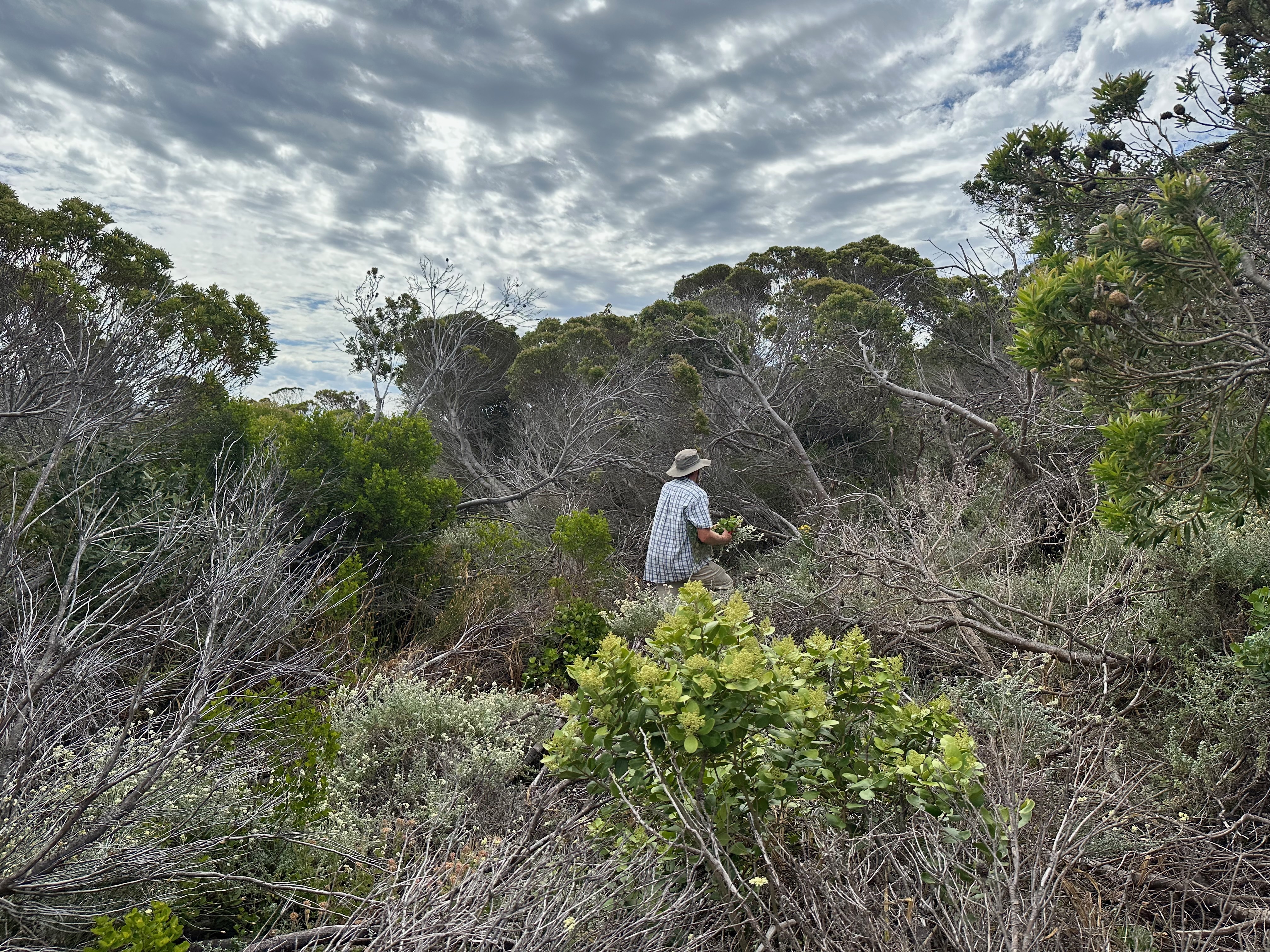 1. Townsend Part 1 Tutorial: BioSCape vegetation surveys, community-weighted traits, and AVIRIS ...